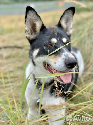 Собака Щенок Умка