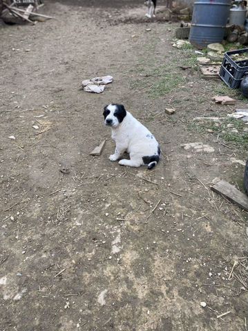 Собака алабай