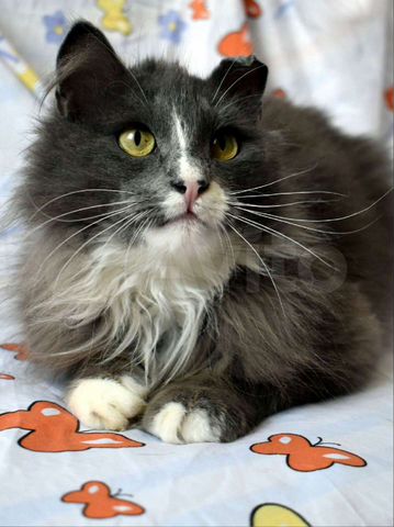 Котик Тимошка вислоушка на одно ушко