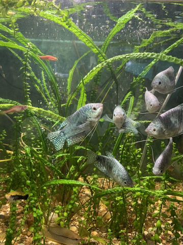 Аквариумные растения Криптокарина