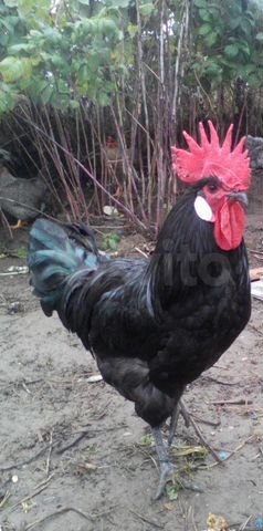 Барбёзьё: Молодки, Семьи, Петушки 6-мес, 1,5-годов