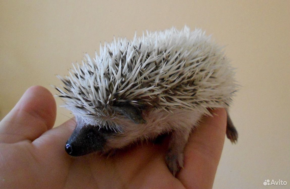 Декоративные карликовые ёжики и ежата