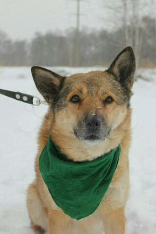 Чудесная собака Чили из приюта ищет дом