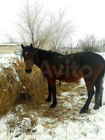 Полукровный жеребец 4 года