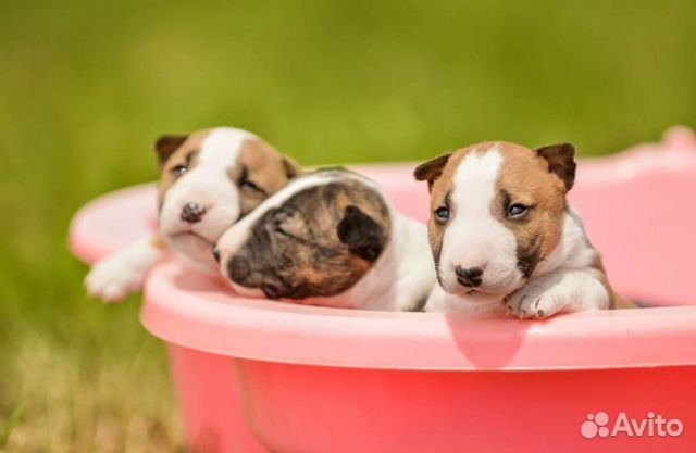 Миниатюрный бультерьер щенки