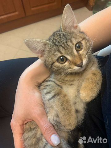 Котенок девочка Нэсси в добрые руки