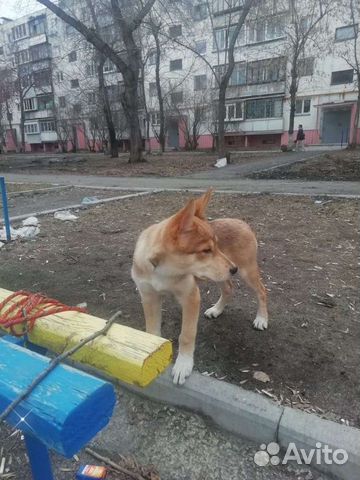 Отдам щенка девочка похожа на Лисенка бесплатно