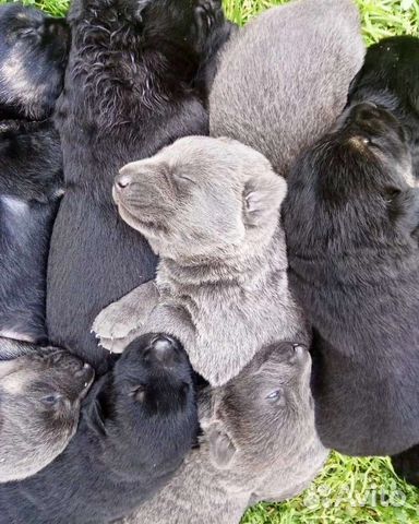 Русская Голубая Овчарка