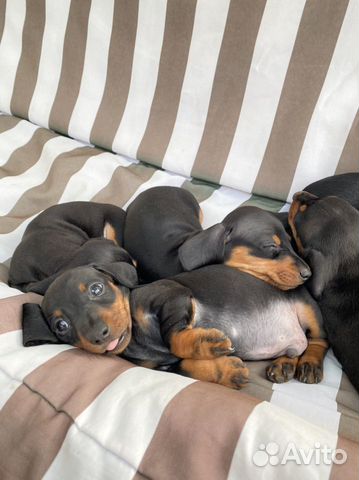 Щенки миниатюрной таксы