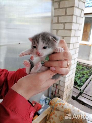 Котятки в добрые руки