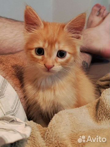 Рыженький котенок в дар