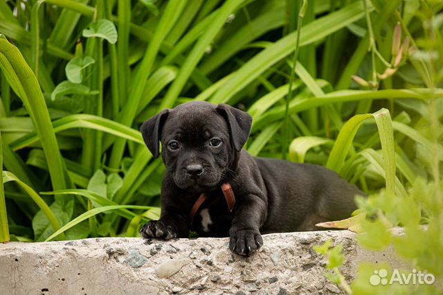 Щенки стаффи (стафордширский бультерьер)