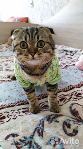 Отдам в хорошие руки бесплатно котика
