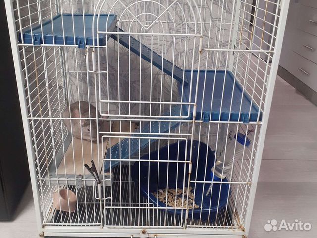 Шиншилла беж с клеткой