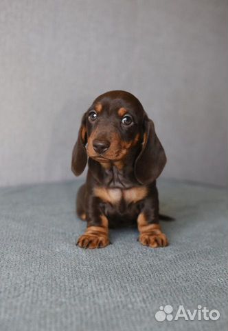 Такса кроличья