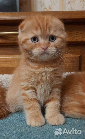 Котёнок скоттиш фолд