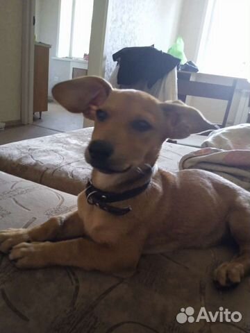 Щенки левретки