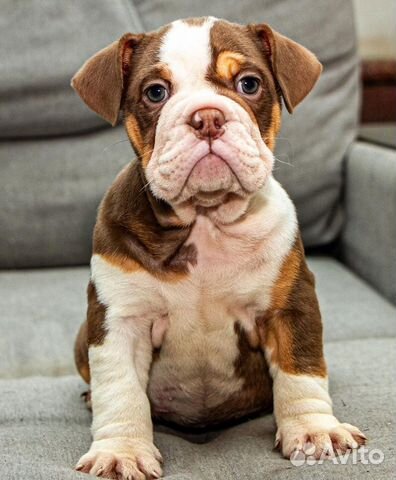 Девочка Английского бульдога Москва