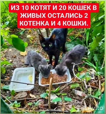 В общем почти все котята погибли