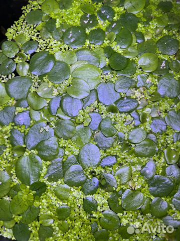 Аквариумные растения