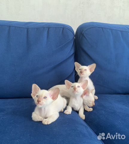 Ориентальные котята