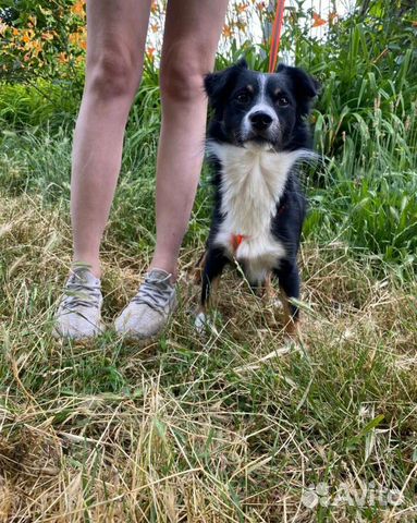 Мико ищет дом