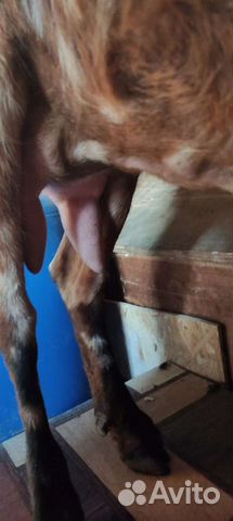 Англонубийская дойная коза