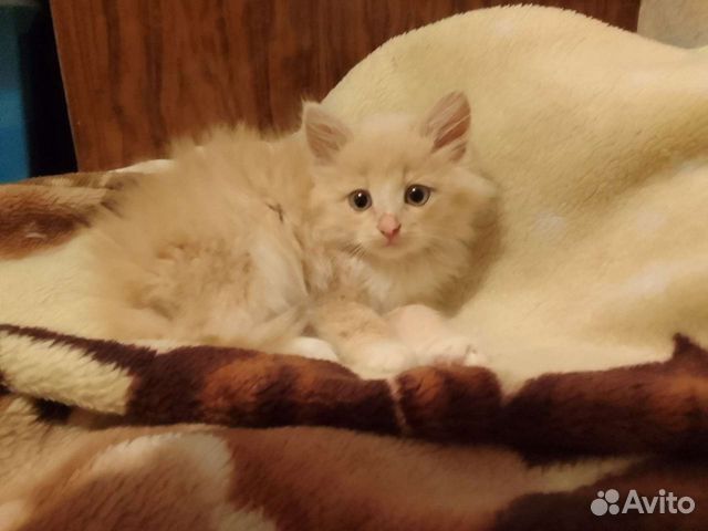 Рыжий котенок мальчик