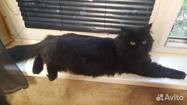 Отдаем в хорошие руки кошку 3 года