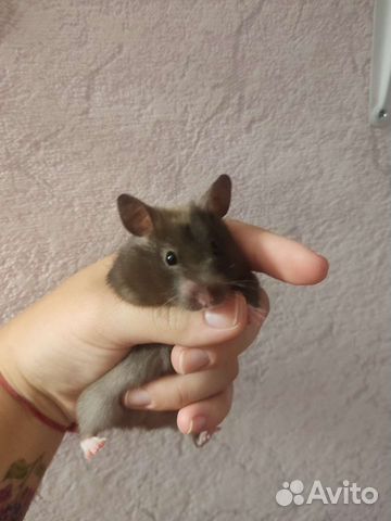 Сирийский хомяк с клеткой