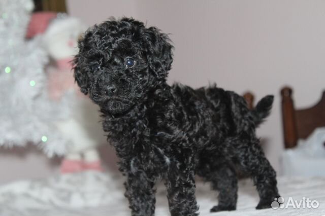 Той-пудель девочка шоко ген