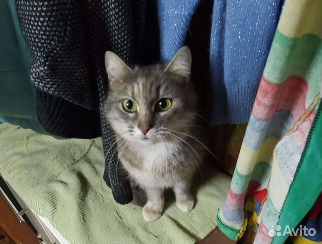 Кошка 2 года