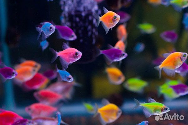 Тернеция "GloFish"