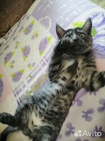 Кошки в добрые руки бесплатно