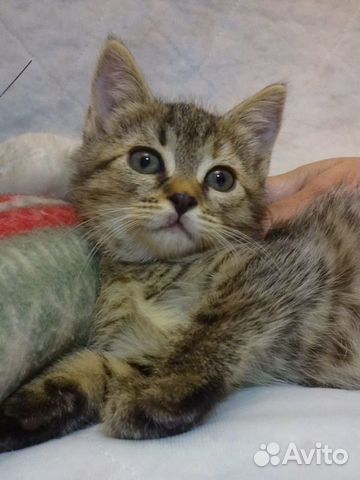 Котенок усатый полосатый ищет маму в дар