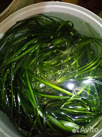 Прополка гигант тигр валлиснерия, пистия, мини