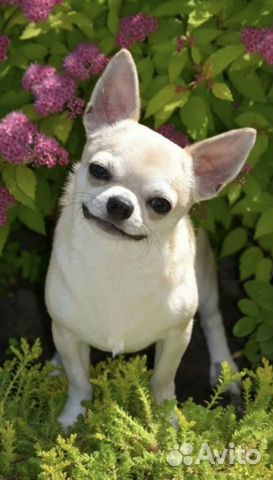 Чихуахуа в добрые руки (читать описание)