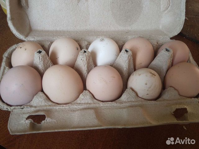 Инкубационное яйцо