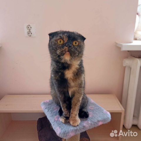 Вислоухая британка