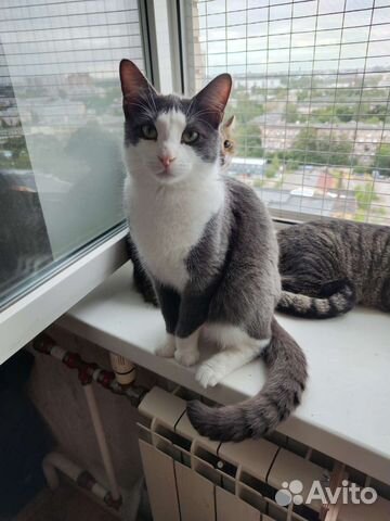 Котик 1.5года