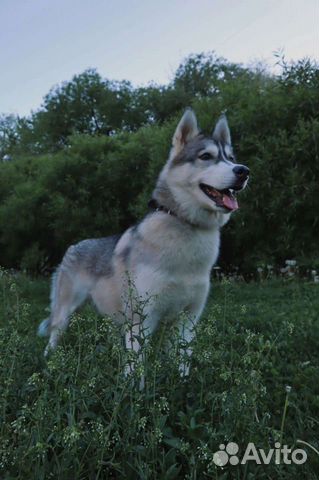 Сибирский хаски