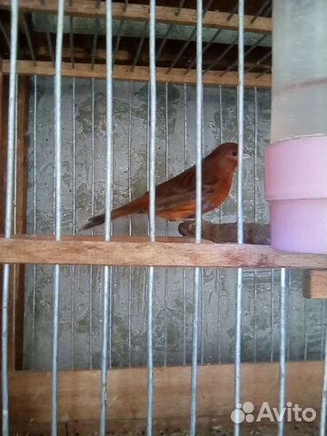 Кенара и канарейки