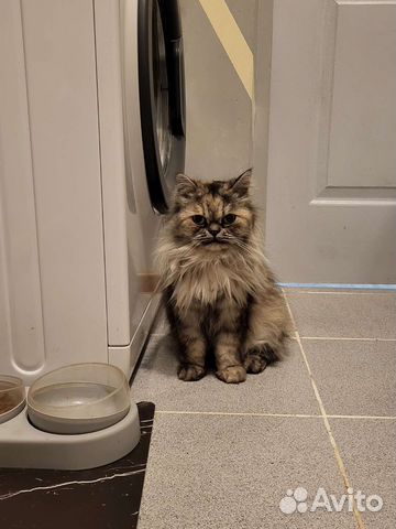 Кошка в дар