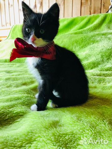 Котенок в добрые руки