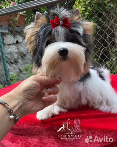 Красивый Бивер мальчишечка