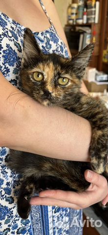 Котёнок Няша