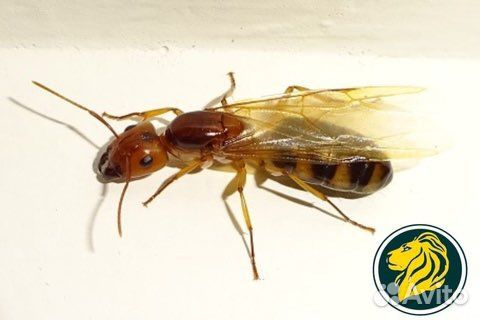 Муравьи Camponotus maculatus