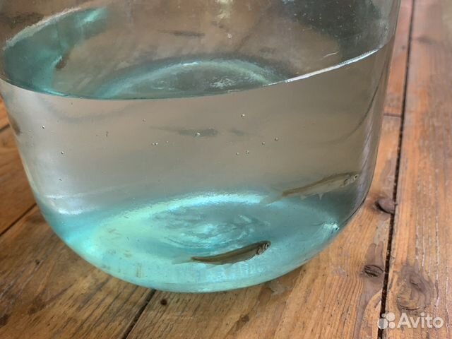 Рыбки речные