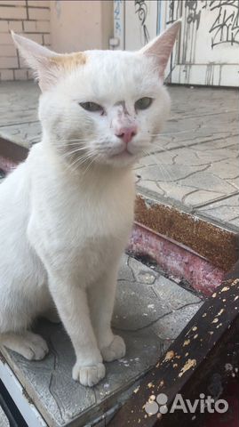 Котик в беде спасите