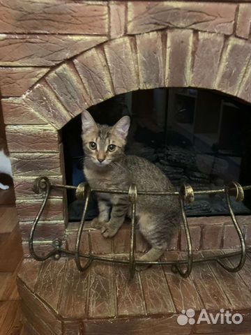 Котёнок мальчик 4 месяца